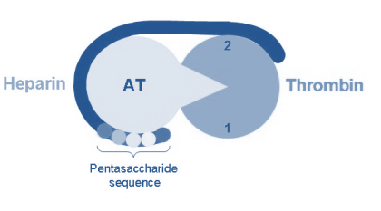 Heparin- Mechanism Of Action-a Case Study | Our Biochemistry