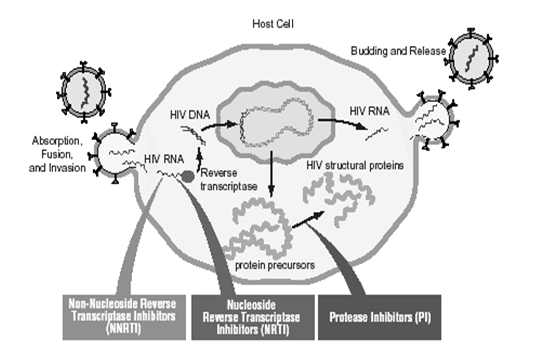 Case Study- HIV Infection | Our Biochemistry