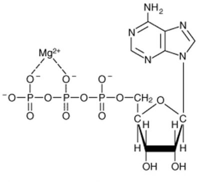 Structure, Sources And Functions Of ATP | Our Biochemistry
