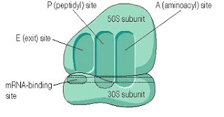 Translation- An Overview | Our Biochemistry