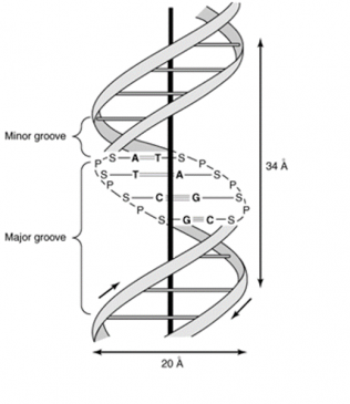 DNA Structure And Functions (a Quick Revision) | Our Biochemistry