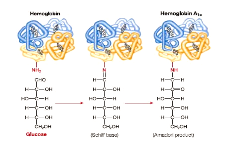 Question The Week-2 (Answer) | Our Biochemistry- Namrata Chhabra