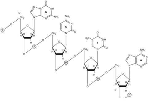 DNA Structure And Functions (a Quick Revision) | Our Biochemistry