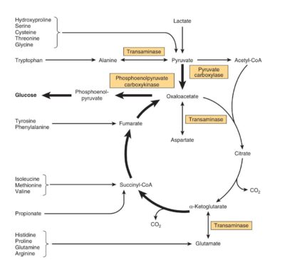 Gluconeogenesis: Pathways, Substrates, And Key Enzymes Explained With ...