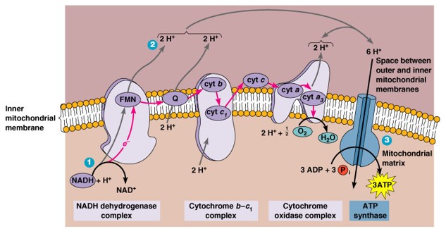 ETC Inhibitors, Uncouplers, And Transporter Inhibitors Of Oxidative ...