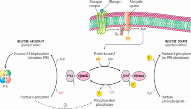 Pyruvate Kinase Deficiency Glycolysis
